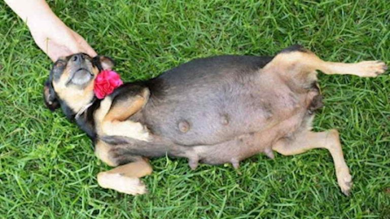 Cómo saber si mi perra está embarazada: señales y pruebas veterinarias ...