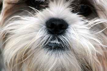 Como elegir un perro para casa. | Cristina Veterinarios