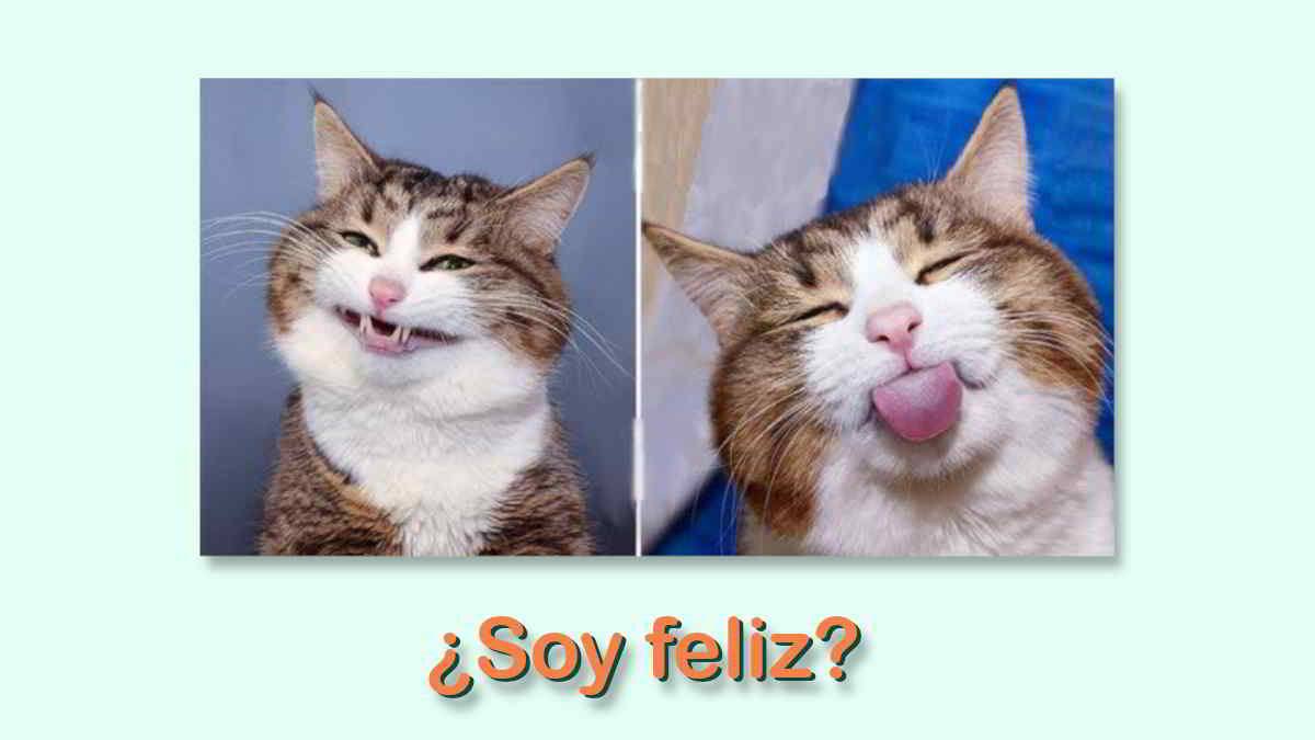 Cómo saber si tu gato es feliz contigo | Cristina Veterinarios